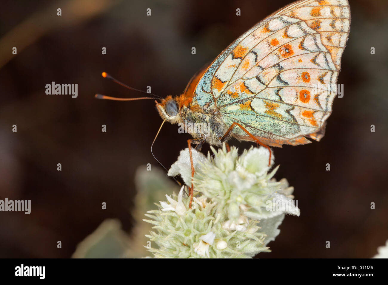 Cres wildlife hi-res stock photography and images - Alamy