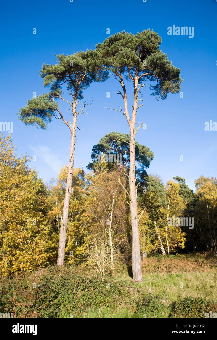 Scots pine trees Pinus sylvestris against blue sky on on heathland ...