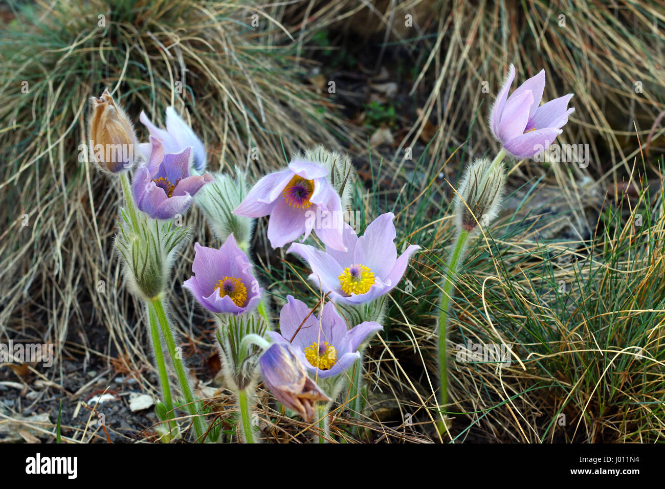 Pasque anemone hi-res stock photography and images - Alamy