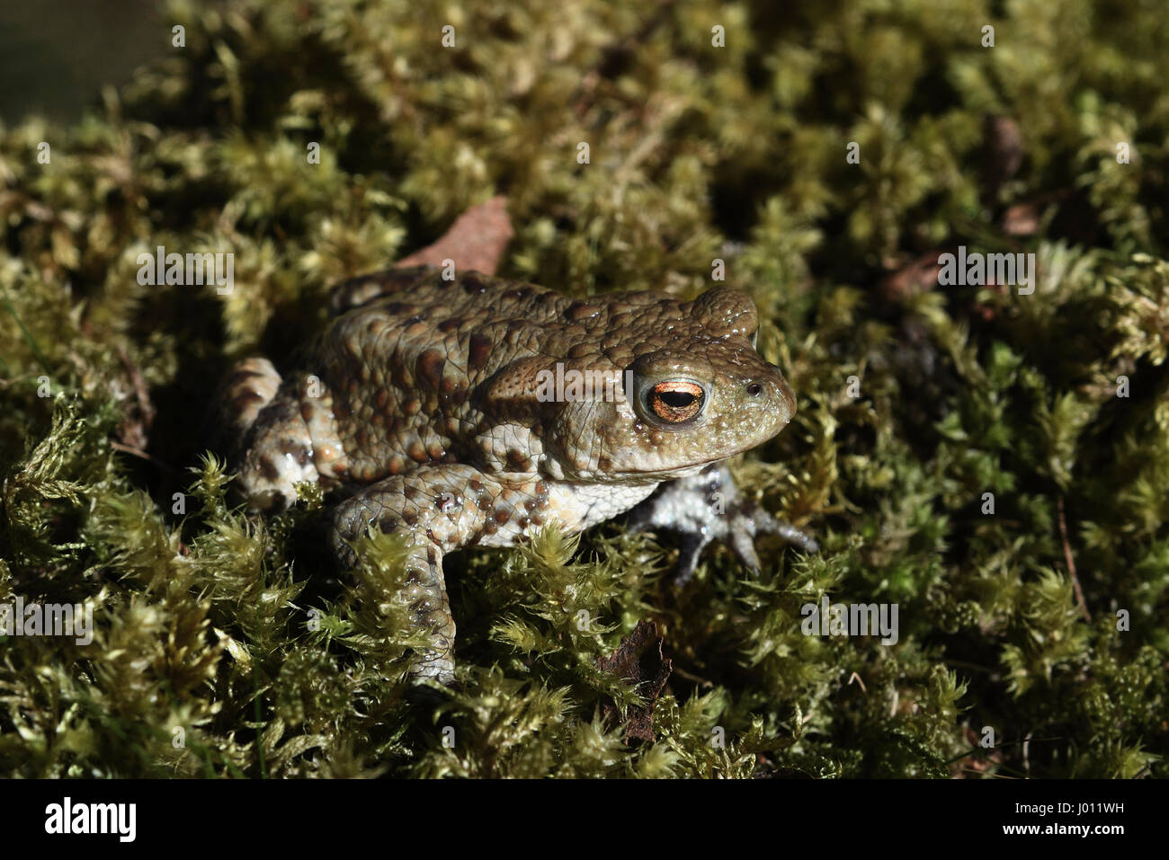 Toad Scotland High Resolution Stock Photography and Images - Alamy