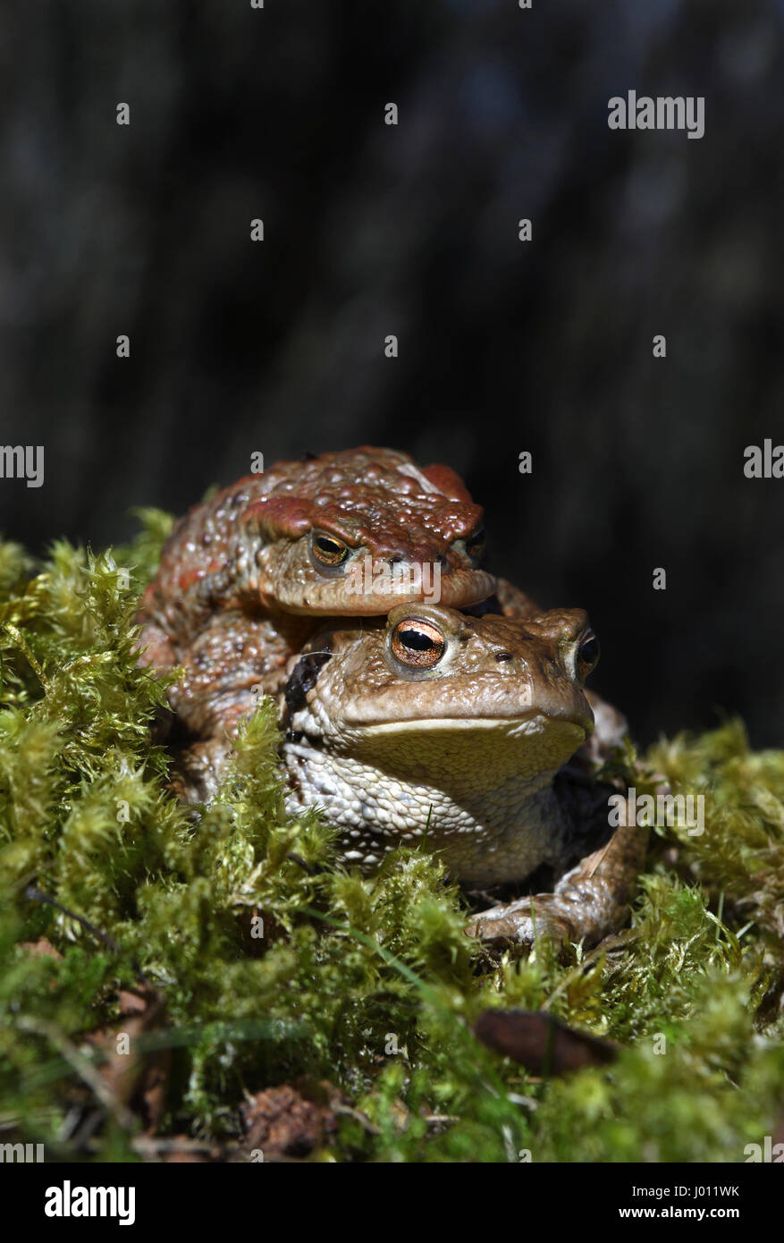 Scottish toads hi-res stock photography and images - Alamy