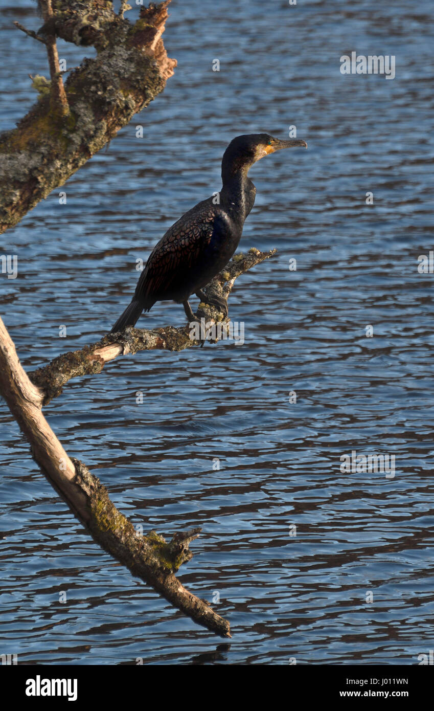 River glass strathglass hi-res stock photography and images - Alamy