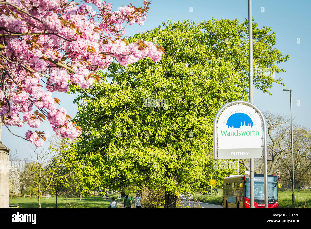 Cherry blossom in bloom on Putney Common, Wandsworth, London, UK Stock ...
