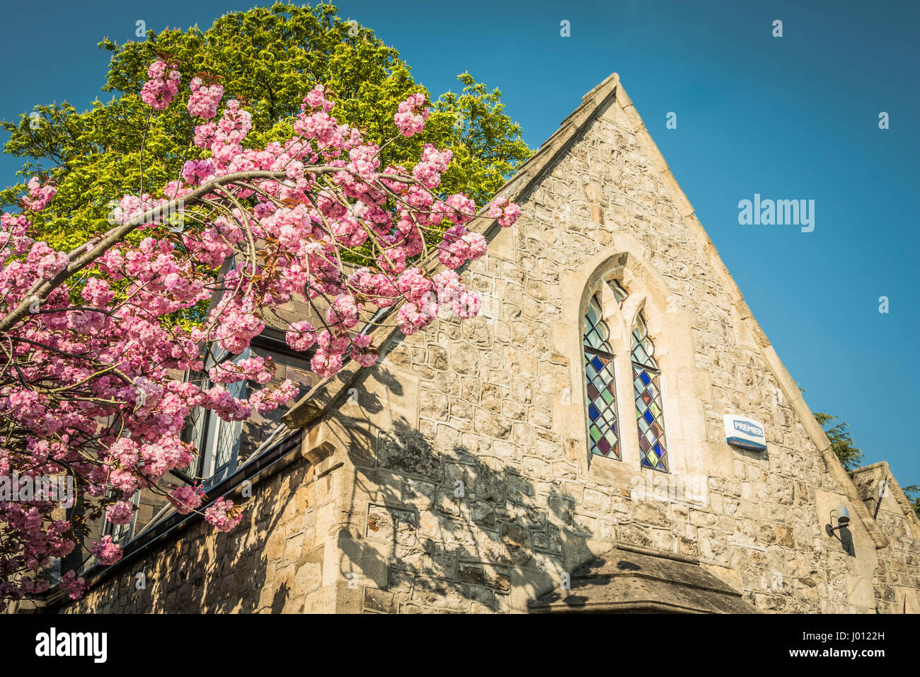 Cherry blossom in bloom on Putney Common, Wandsworth, London, UK Stock ...