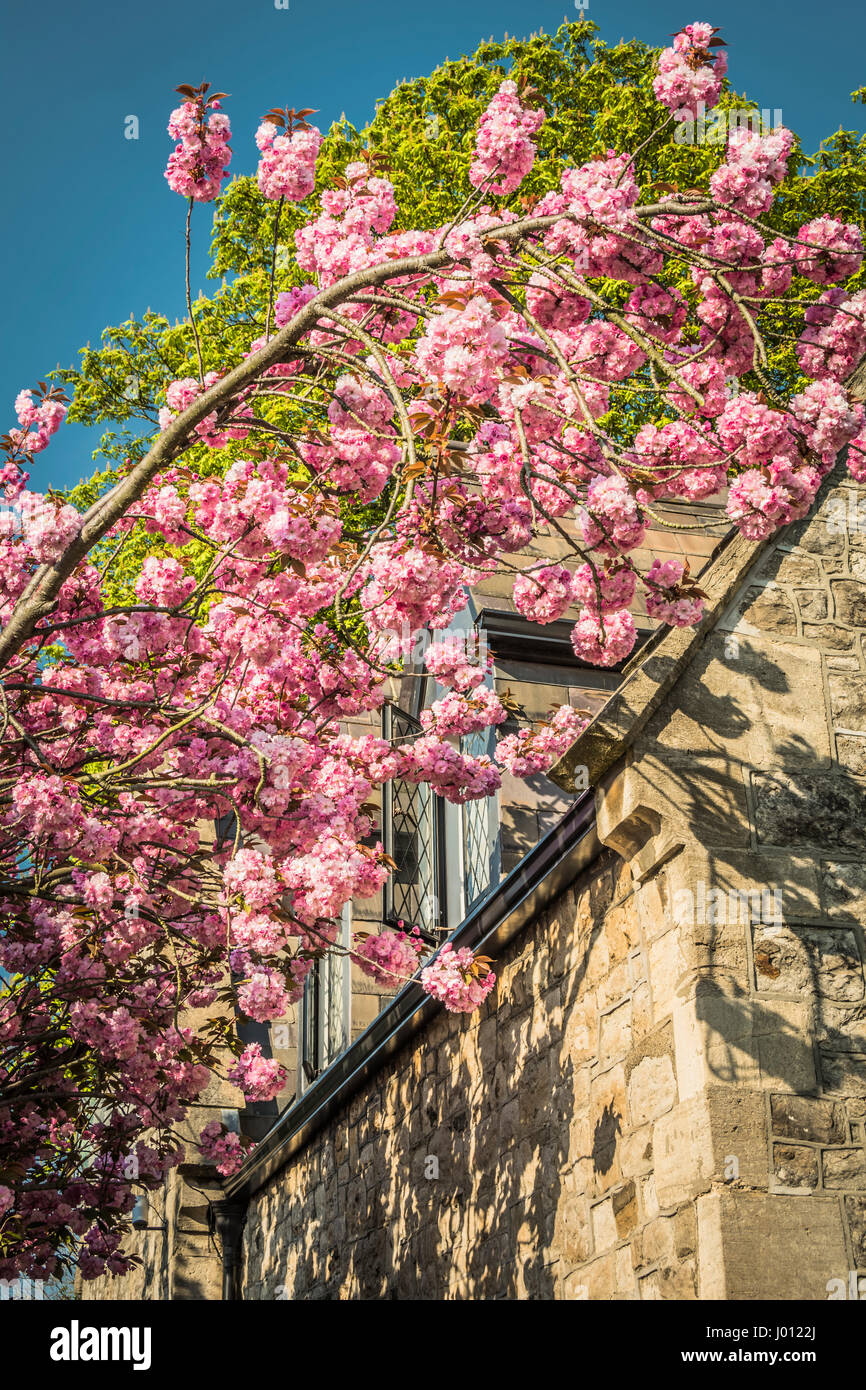 Putney lower common cemetery hi-res stock photography and images - Alamy