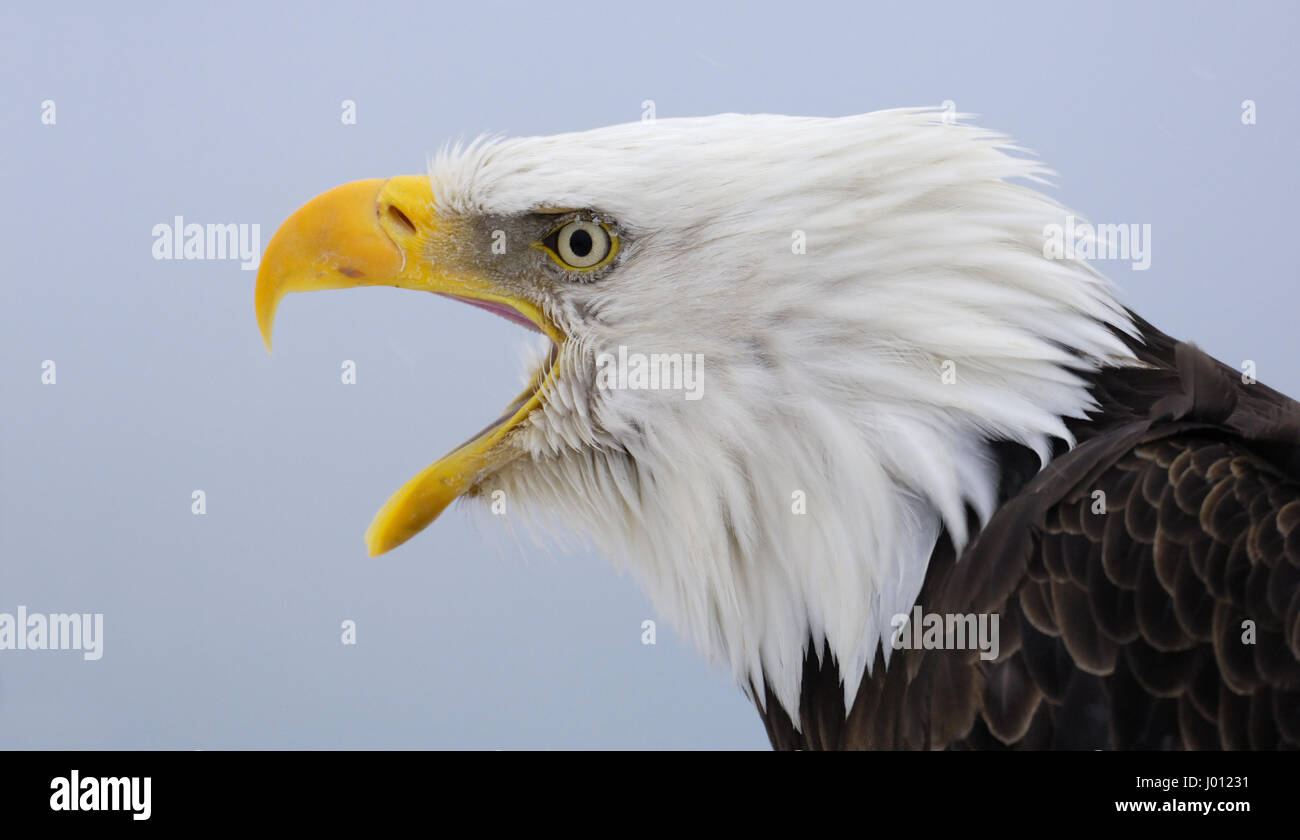 Bald Eagle portrait screaming Stock Photo - Alamy