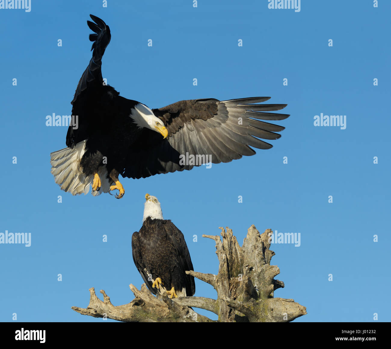 Bald Eagle in flight and Bald Eagle on perch with bright blue sky in ...