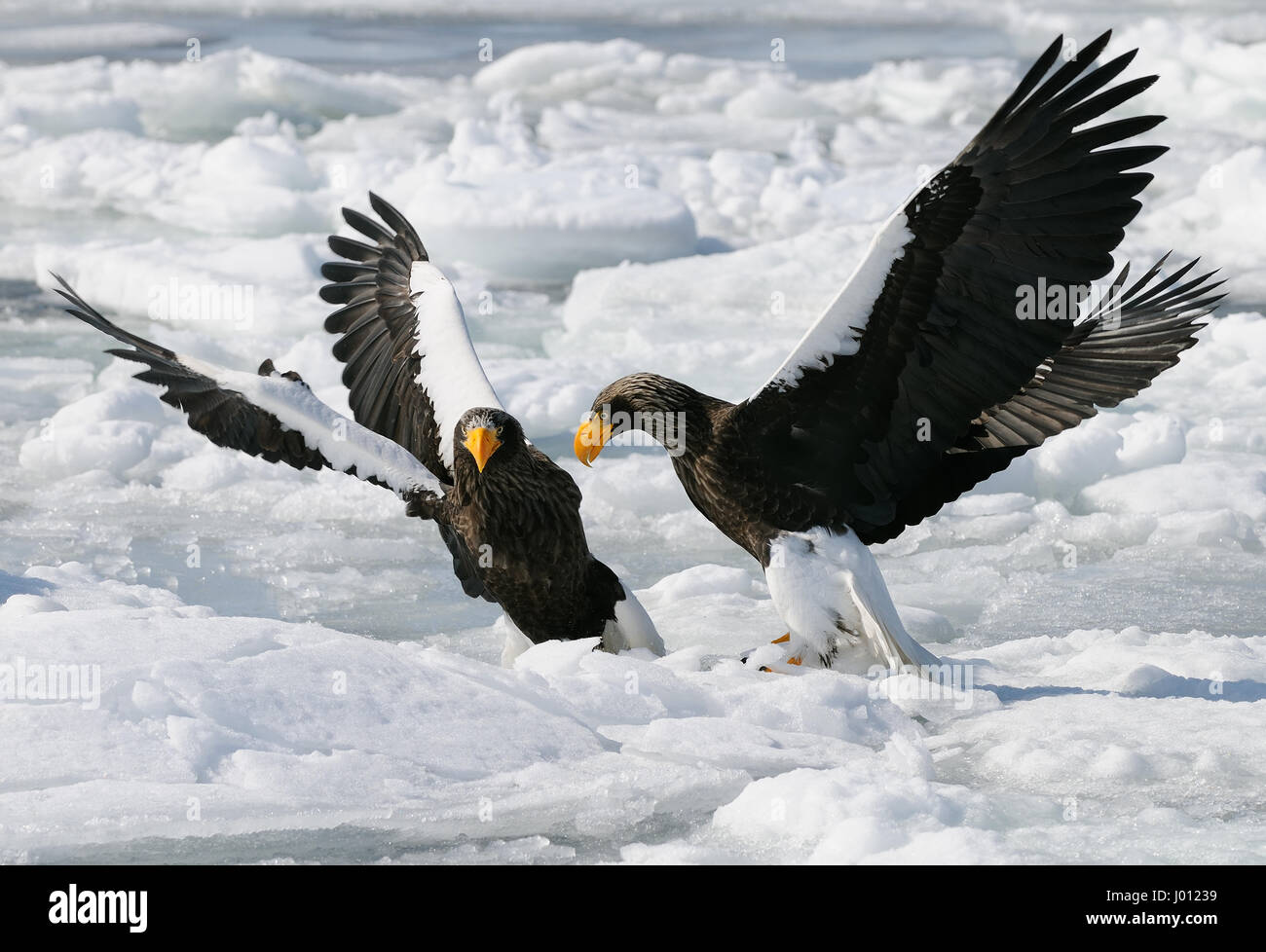 Steller's Sea Eagle on the floating ice in Nemuro Strait a few miles ...