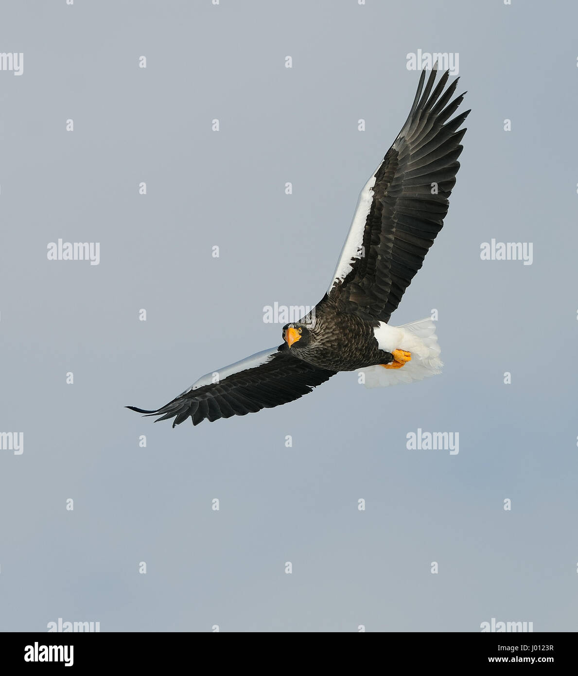 Steller's Sea Eagle in flight above the floating ice in Nemuro Strait a ...