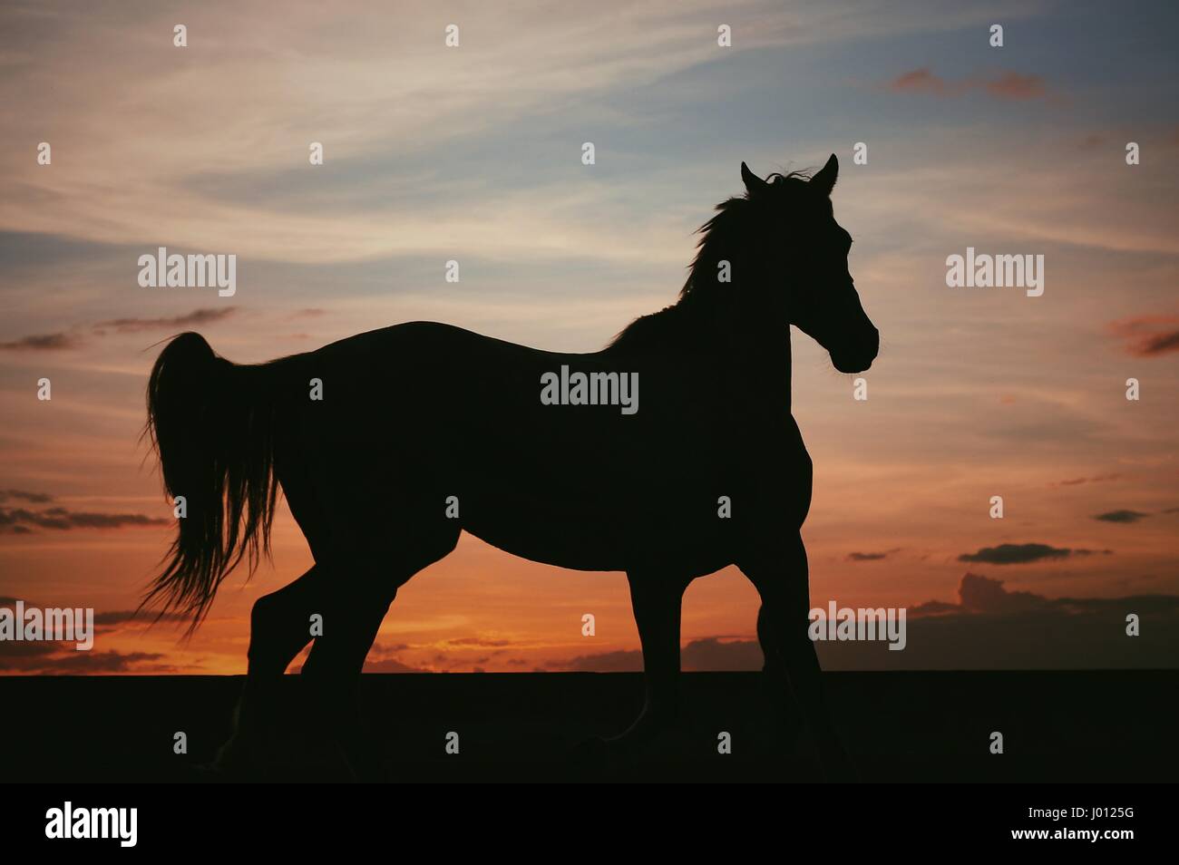 Wild horse and sunset hi-res stock photography and images - Alamy