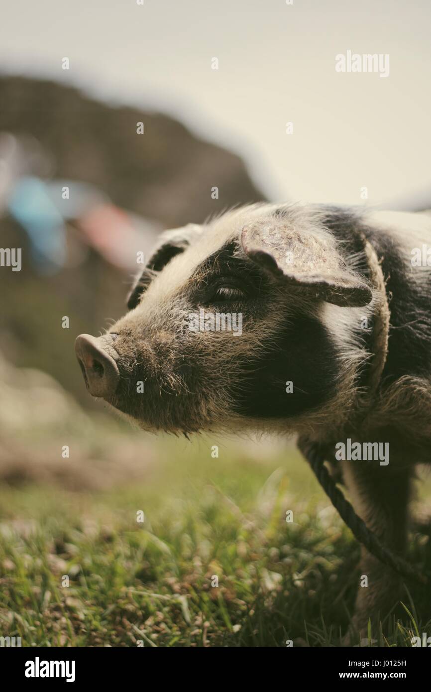 Tiny baby pig hi-res stock photography and images - Alamy