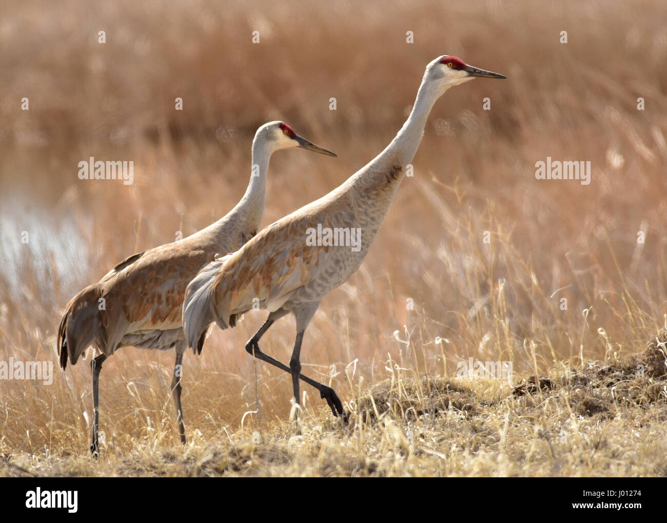 Pair of greater sandhill cranes hi-res stock photography and images - Alamy