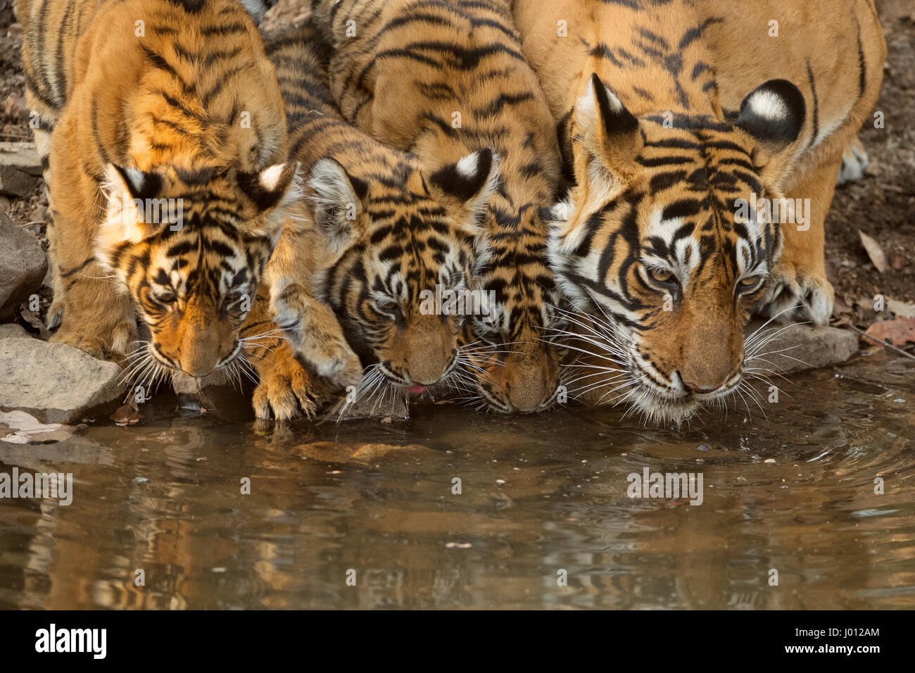 Tigress and babies hi-res stock photography and images - Alamy