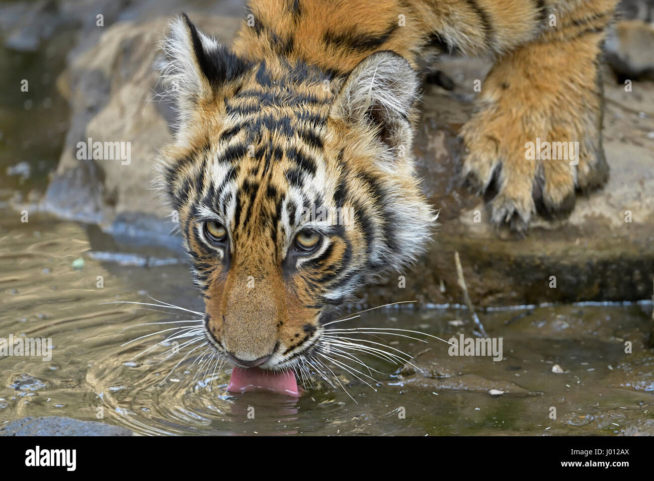 Wild tiger cub drinking water from a small pond in Ranthambhore ...