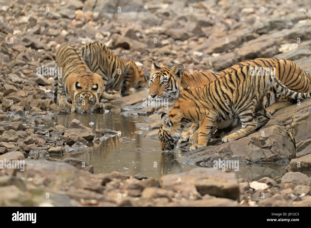A wild tigress with her young cubs drinking water from a small pond in ...