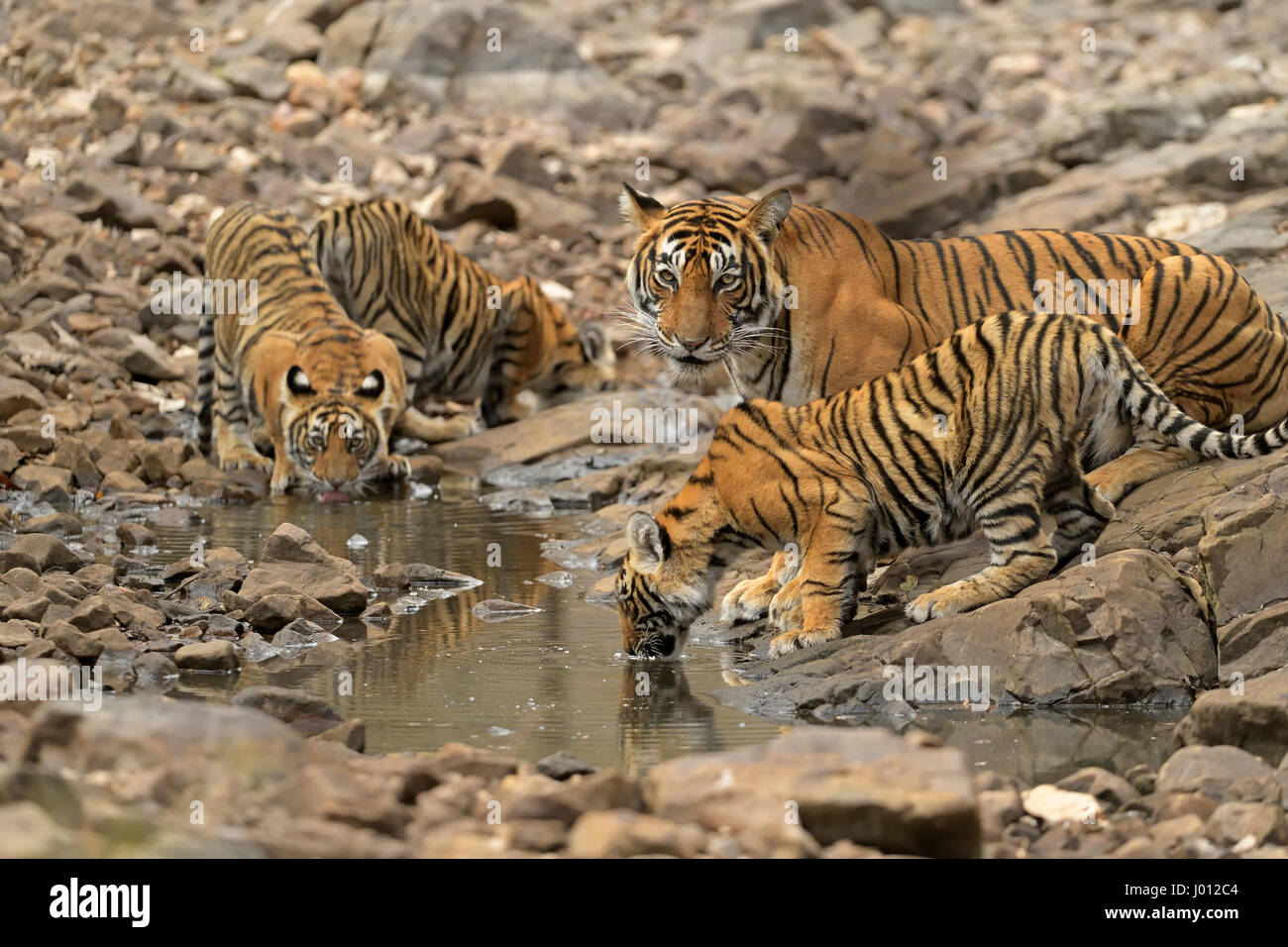 A wild tigress with her young cubs drinking water from a small pond in ...
