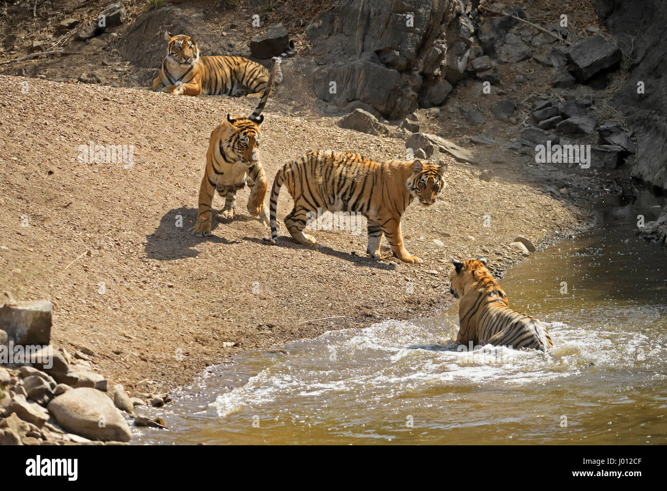 A family of tigers, mother with her three sub-adult cubs cooling off in ...