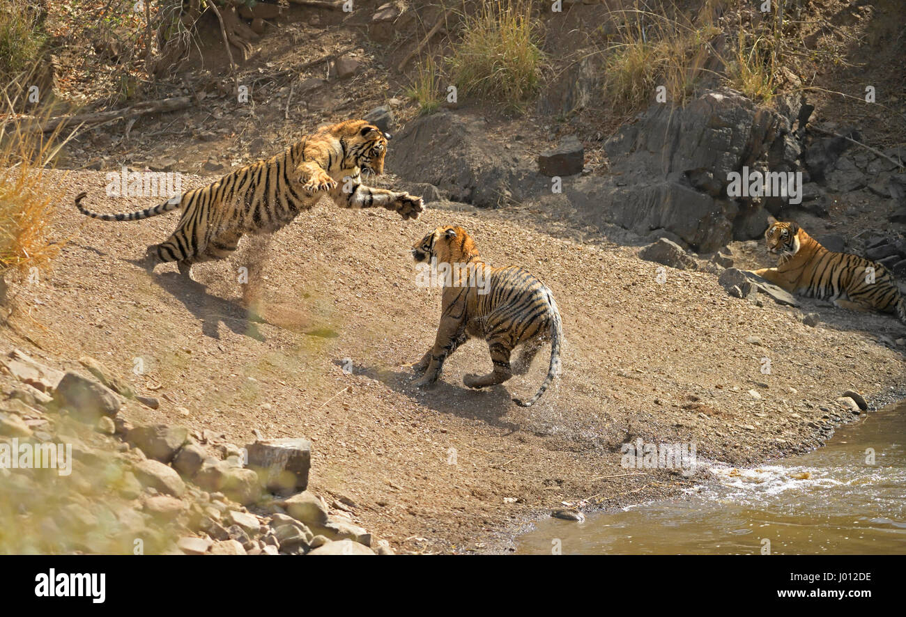 A family of tigers, mother with her two sub-adult cubs play fighting in ...