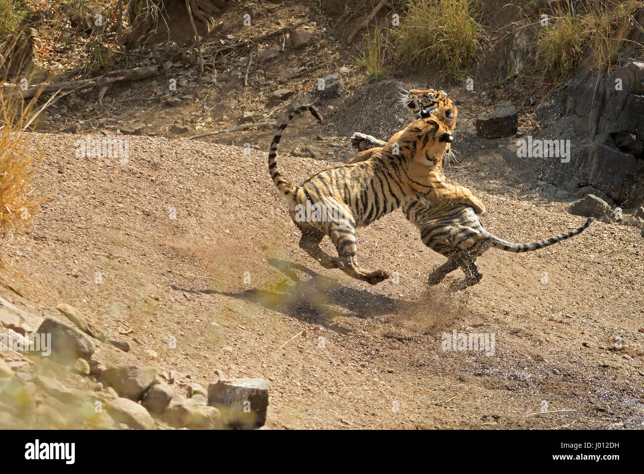 Two sub-adult tiger cubs play fighting in a water hole during the hot ...