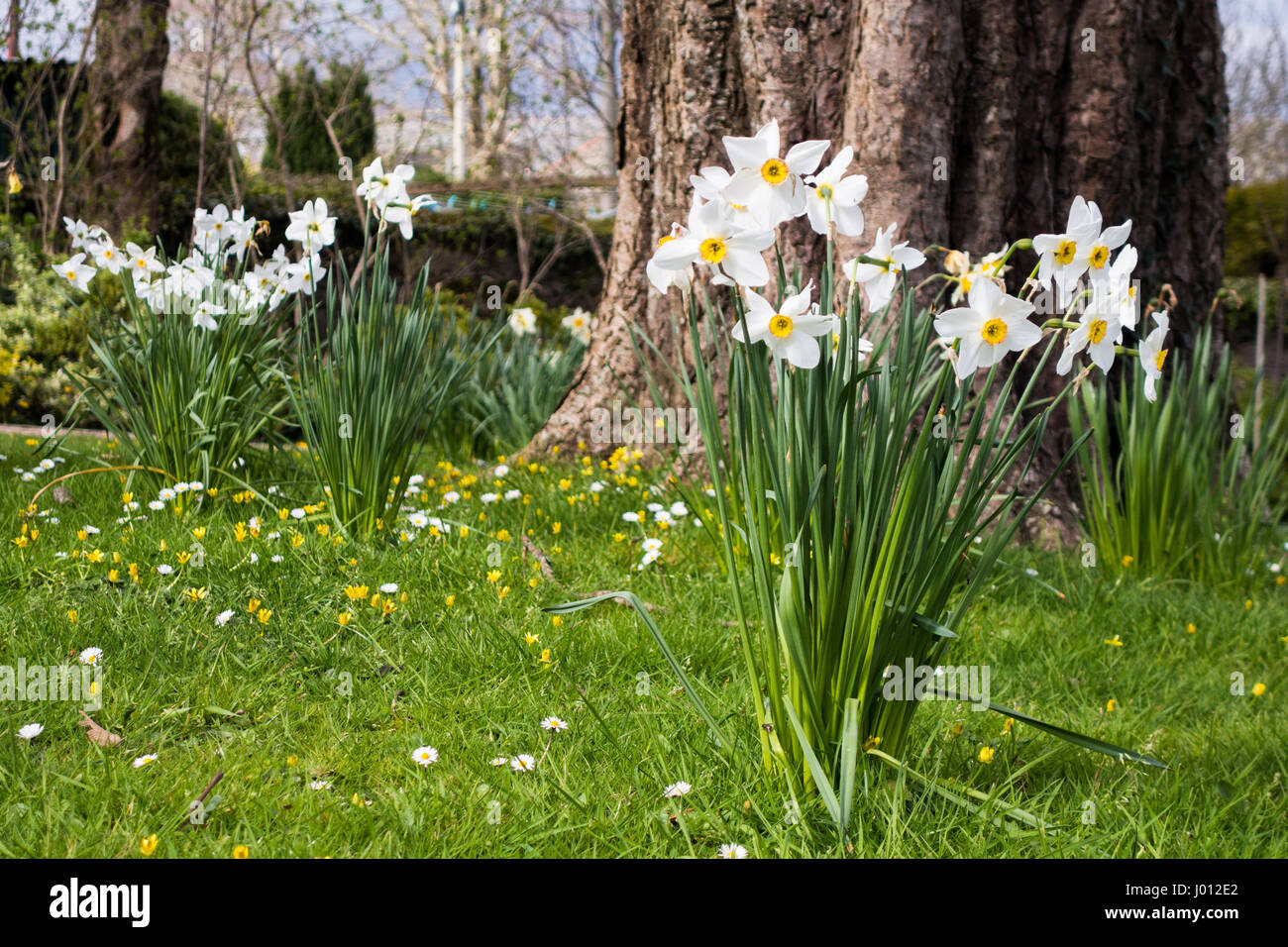 Groups of daffodils growing in the wild Stock Photo - Alamy