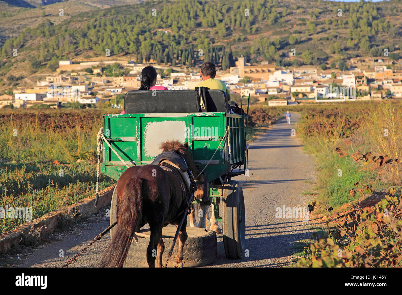 Gypsy horse and cart on road through grapevines near village of Lliber ...