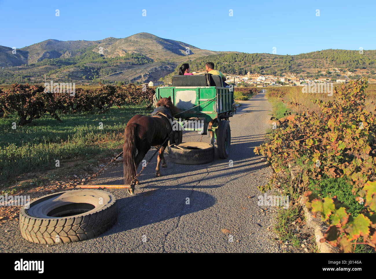 Gypsy horse and cart on road through grapevines near village of Lliber ...