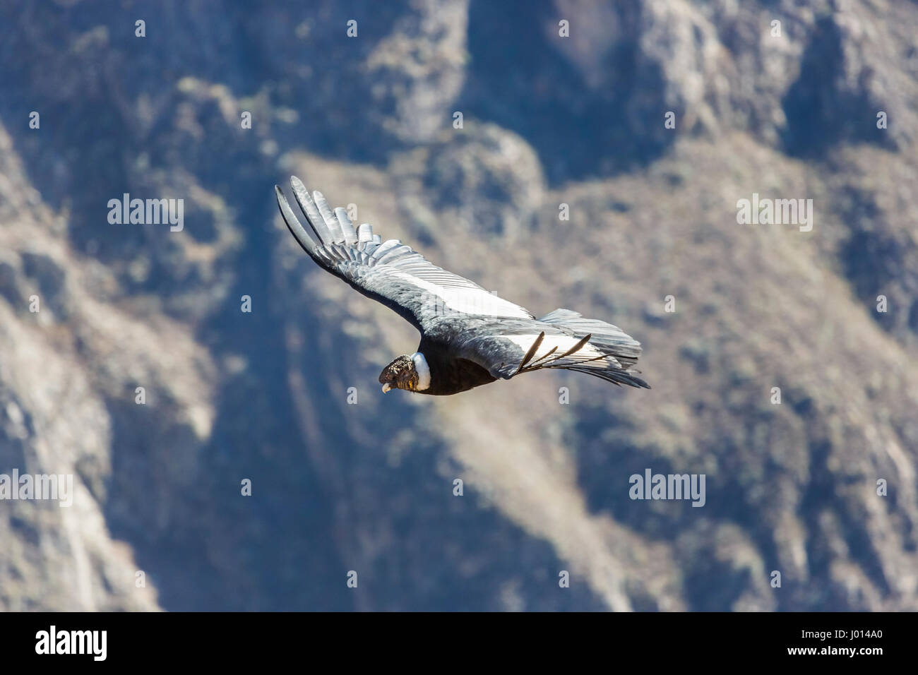 Andean condor hi-res stock photography and images - Alamy