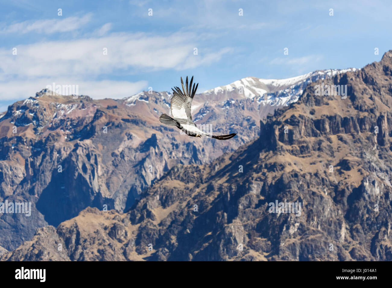 Black & white Andean condor (Vultur gryphus) soaring in snow-capped ...
