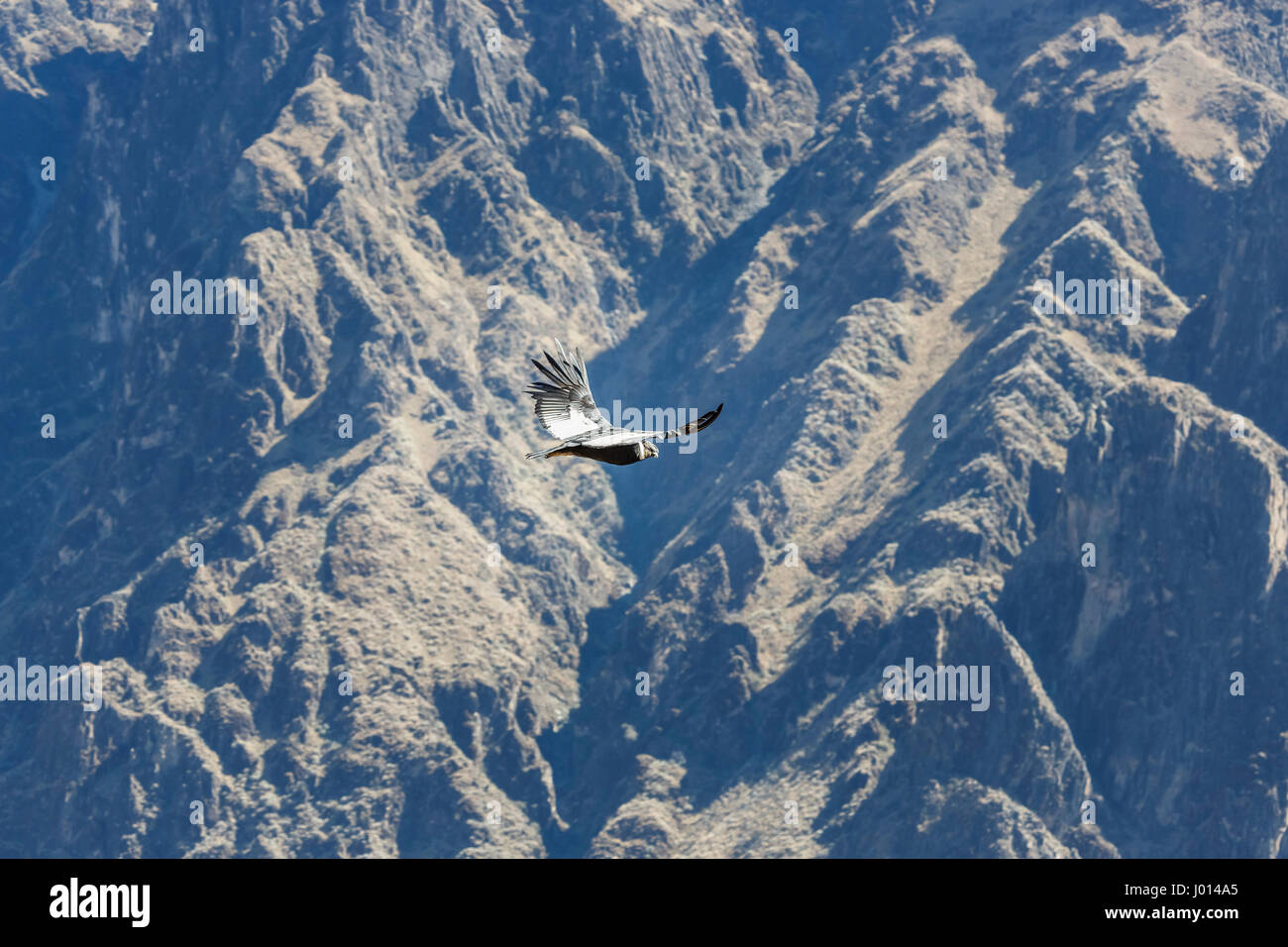 Black & white Andean condor (Vultur gryphus) with outstretched wings ...
