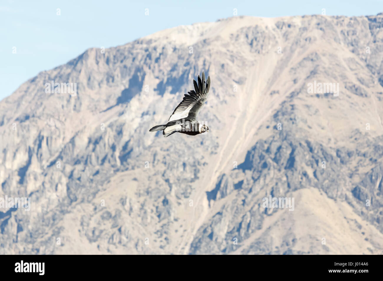 Black & white Andean condor (Vultur gryphus) with outstretched wings ...
