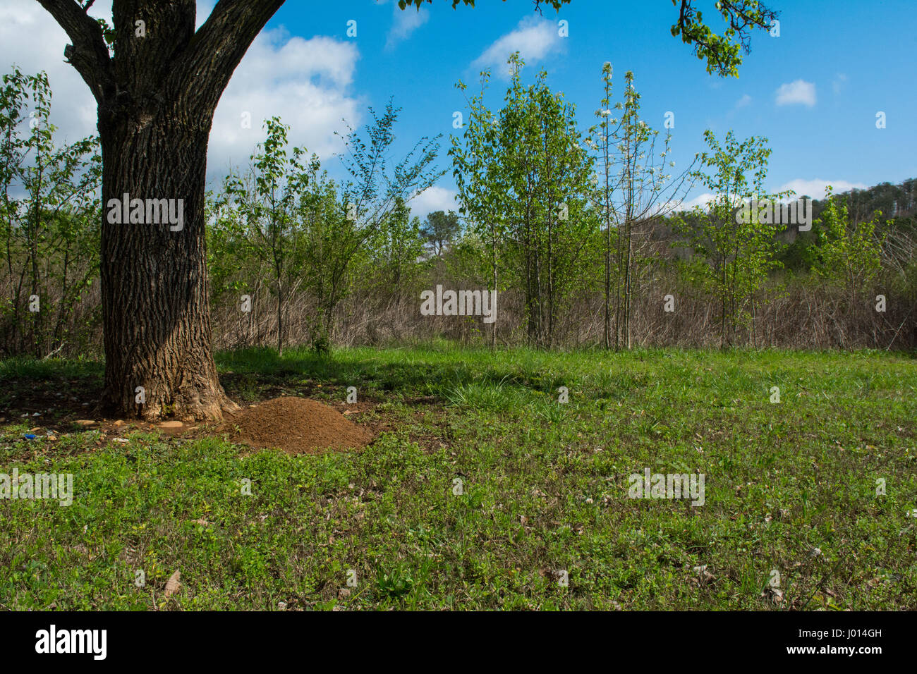 A large Fire Ant mound at the base of a tree at Pigeon Mountain Georgia ...