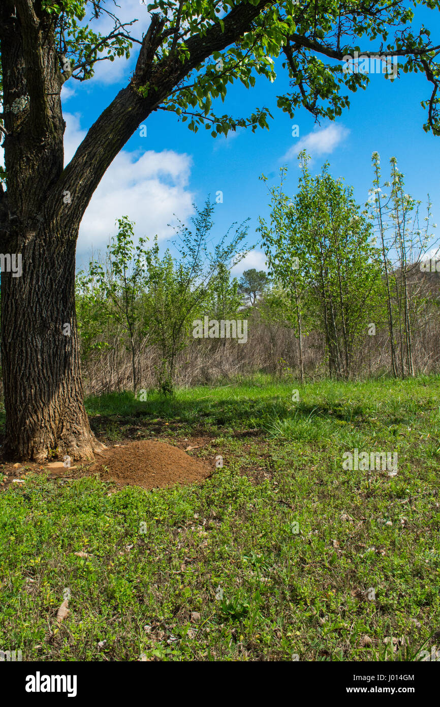 A large Fire Ant mound at the base of a tree at Pigeon Mountain Georgia ...