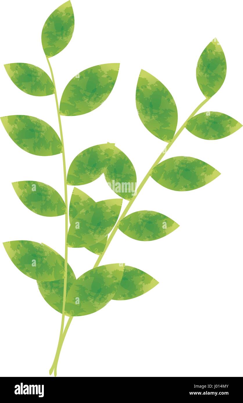 watercolor branches paint art Stock Vector Image & Art - Alamy