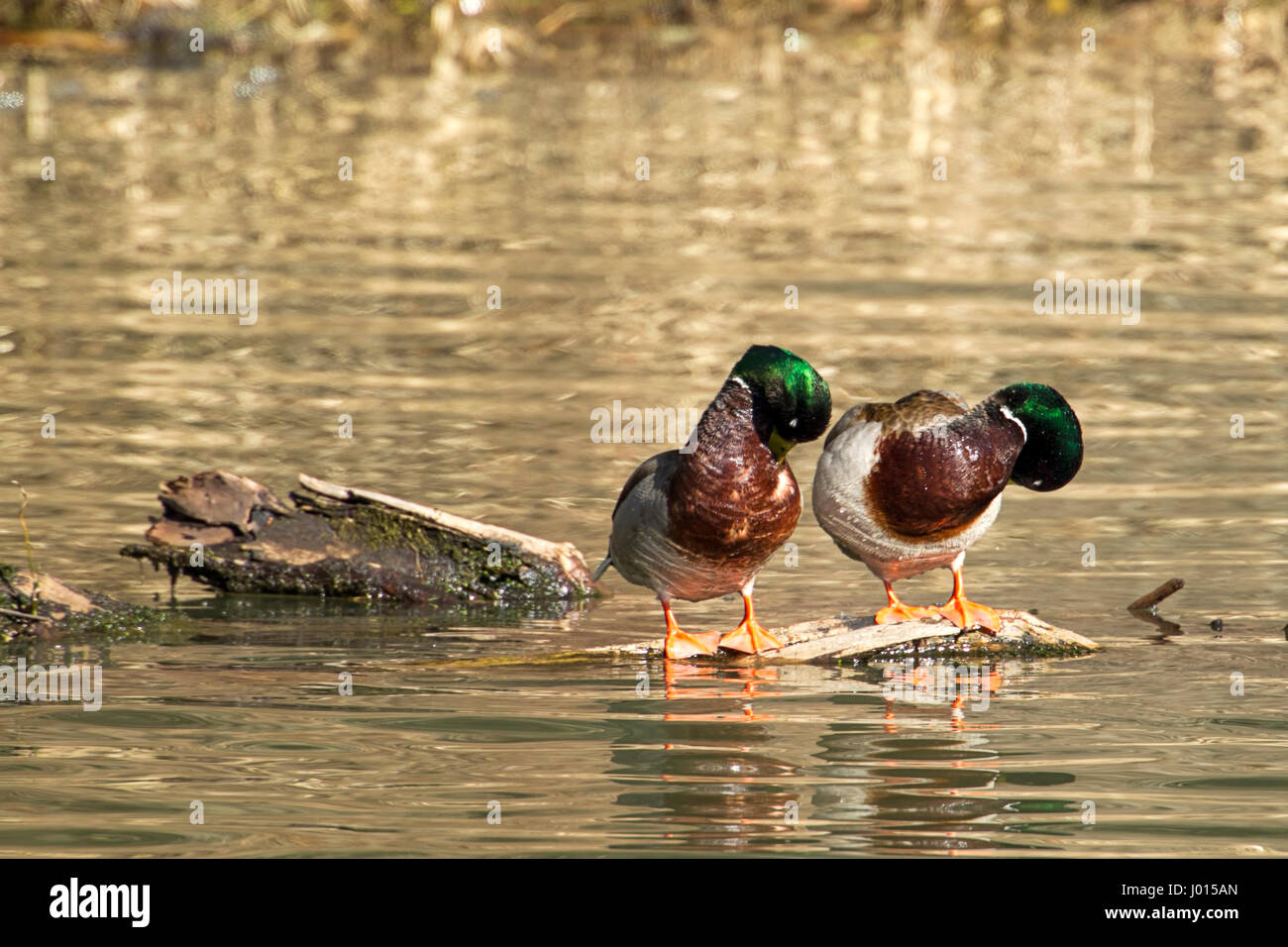 Preening animal behavior hi-res stock photography and images - Alamy