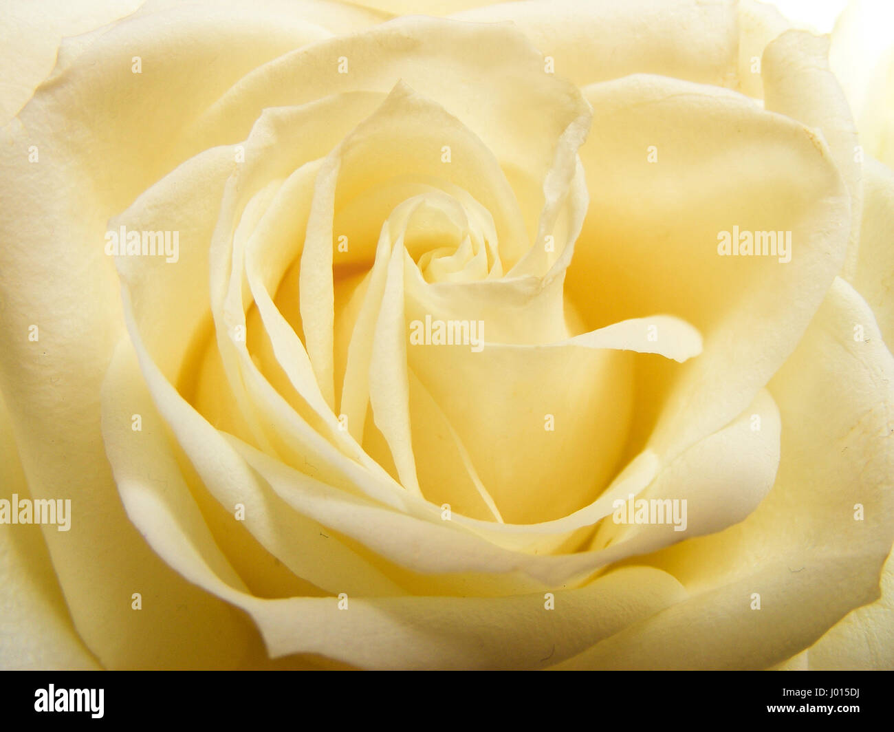 Rose macro shot Stock Photo - Alamy
