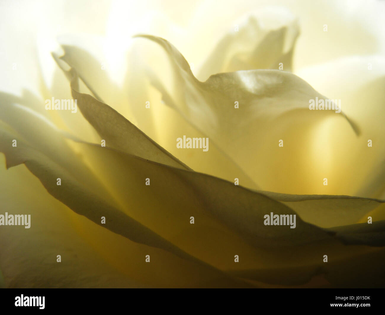 Rose Macro High Resolution Stock Photography and Images - Alamy