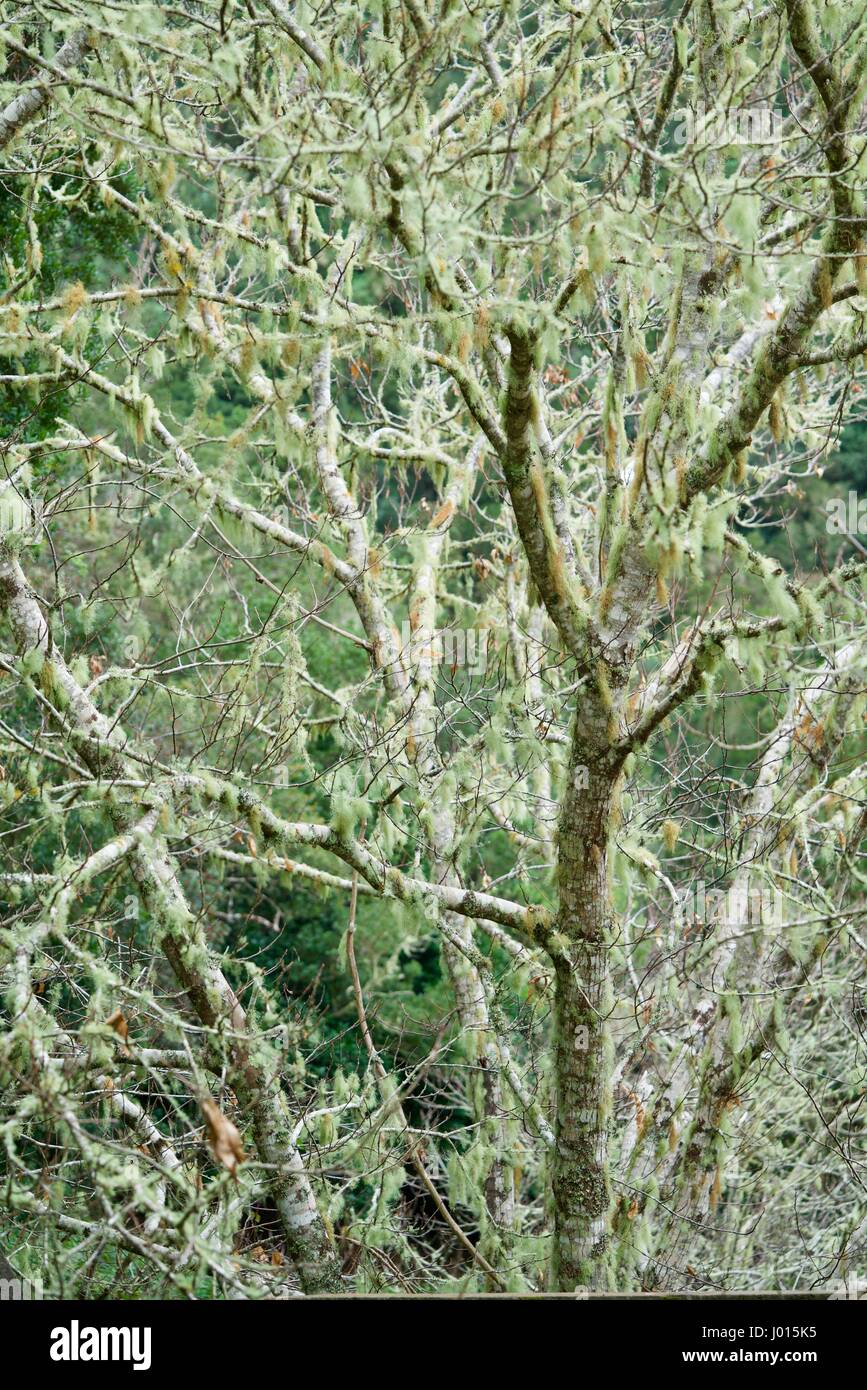 Barber's itch hi-res stock photography and images - Alamy