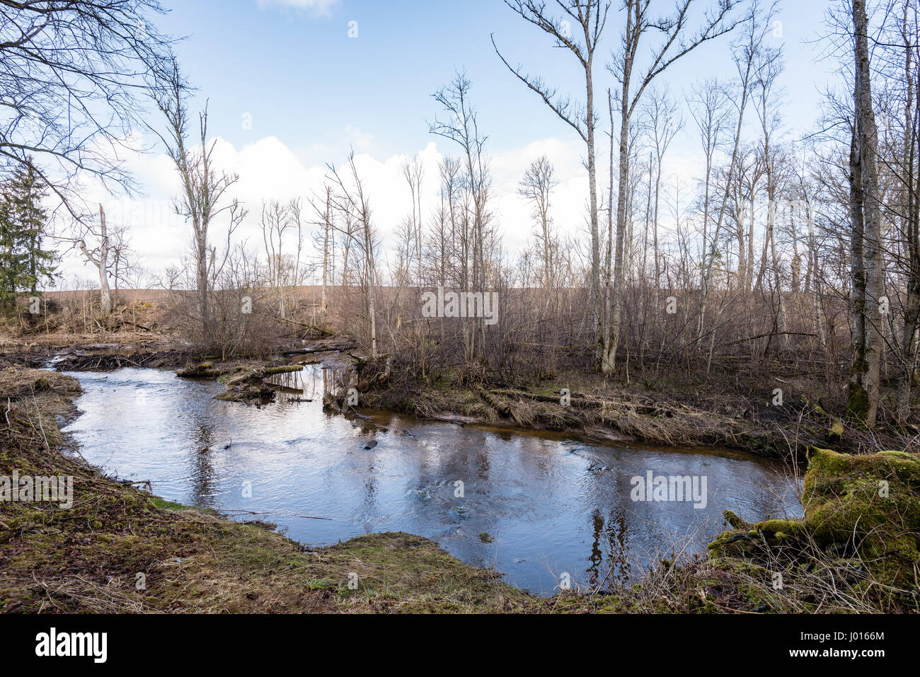 view to the mountain river in summer surrounded by forest and spring nature Stock Photo - Alamy