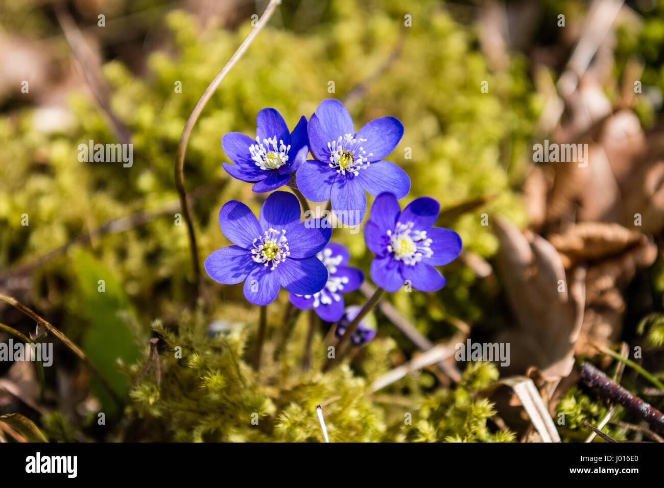 sunny meadow with flowers and green grass in spring at countryside ...