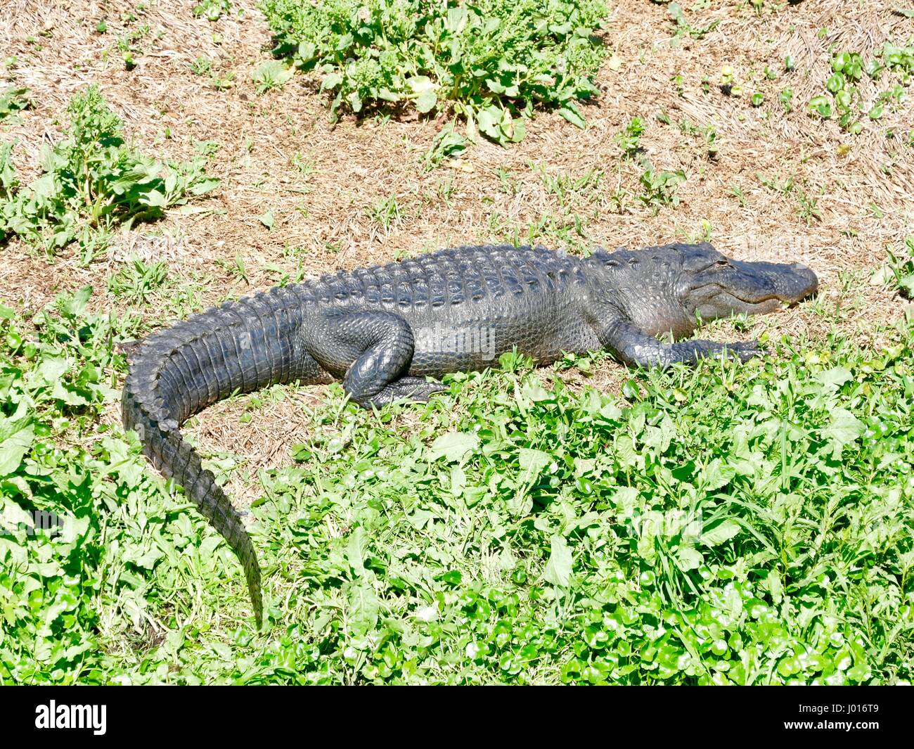 Alligator full sized against brown grass hi-res stock photography and ...