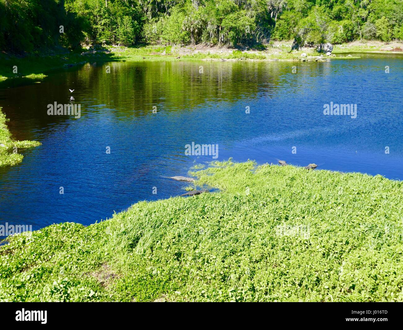 Bright blue lake, green vegetation, alligators on shore and white bird ...