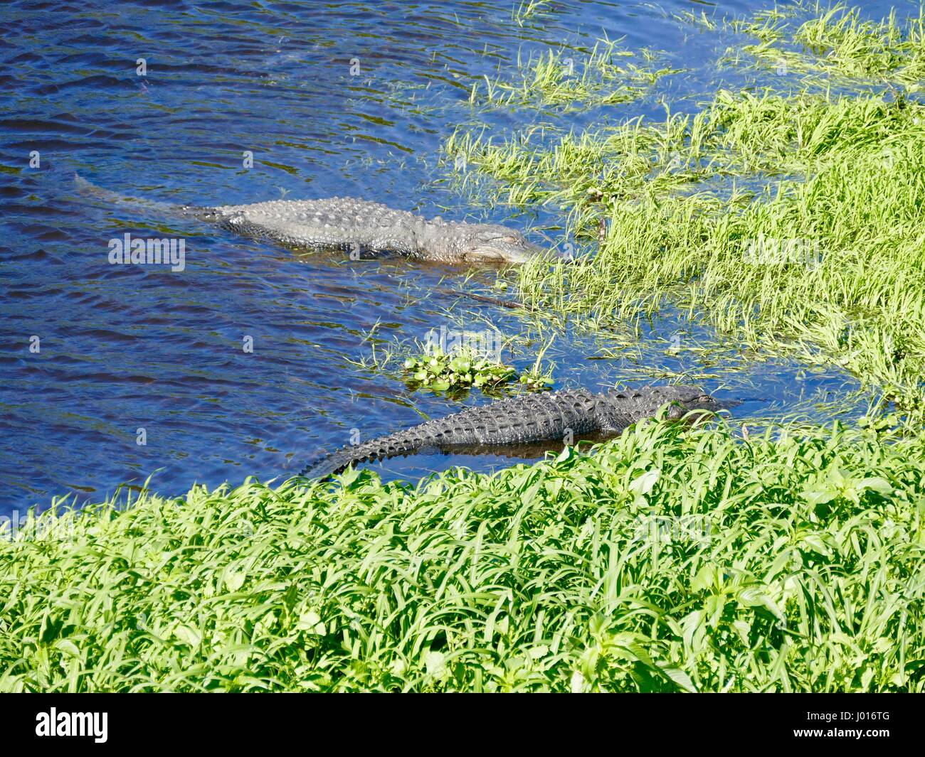 Two large American alligators lurking near the edge of Alachua Lake ...