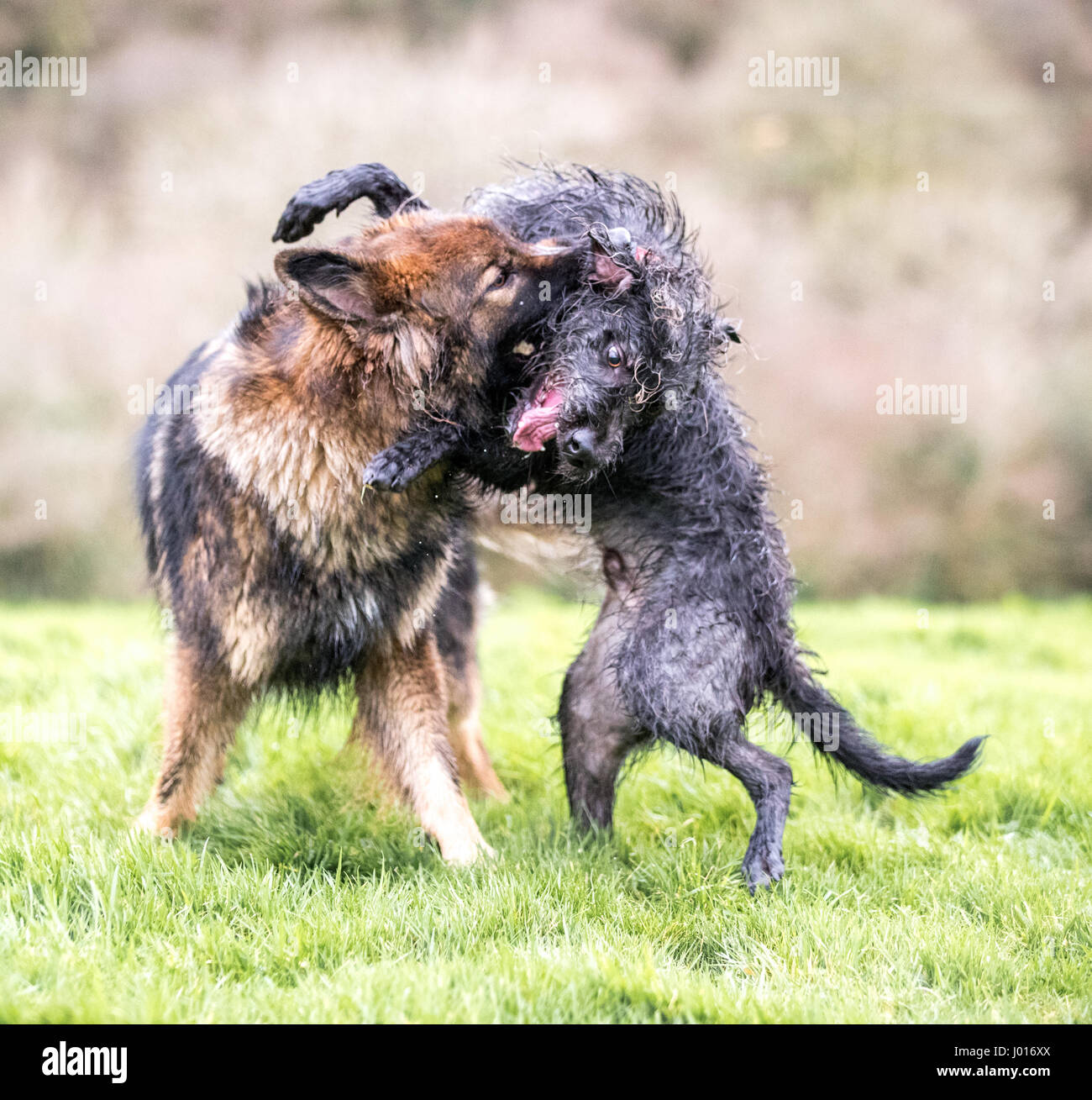Two dogs having fun hi-res stock photography and images - Alamy