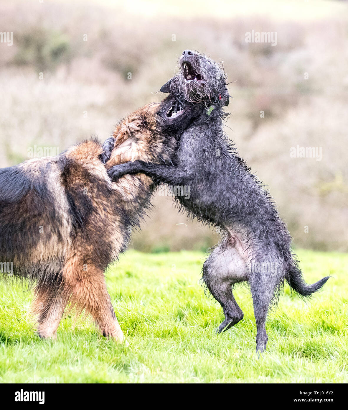 Two dogs having fun play fighting together for fun outside in a field ...