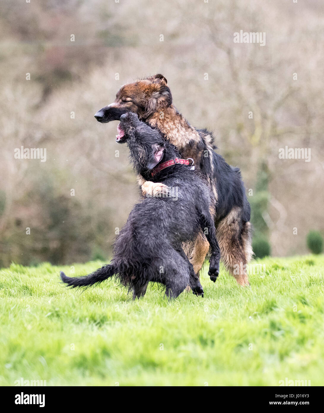 Two dogs having fun play fighting together for fun outside in a field ...