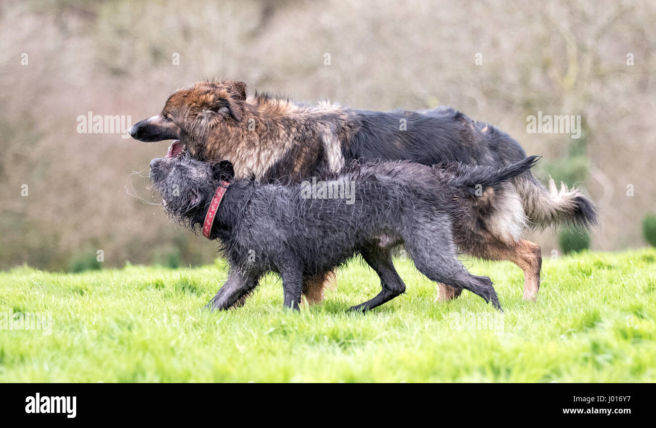 Two dogs having fun play fighting together for fun outside in a field ...