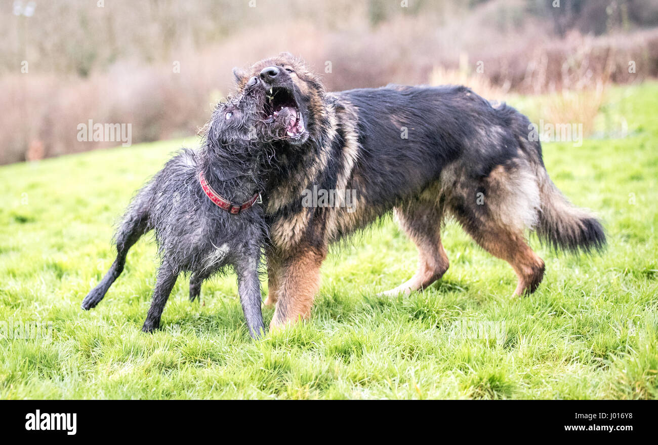 Two dogs having fun play fighting together for fun outside in a field ...