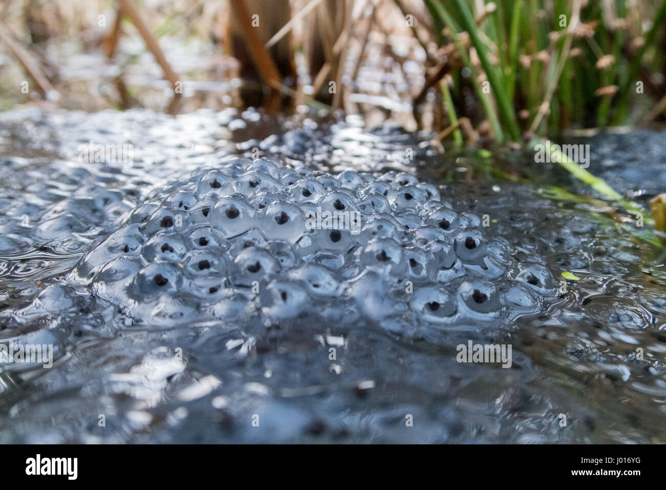 Frogspawn which looks like mysterious eyes watching you Stock Photo - Alamy