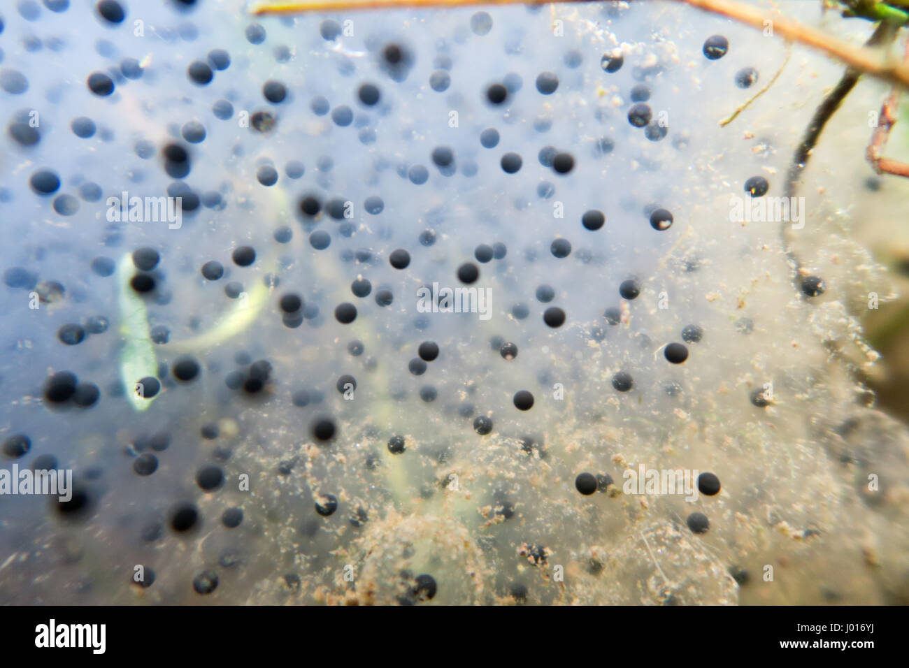 Underwater view of frogspawn in a natural wildlife pond Stock Photo - Alamy
