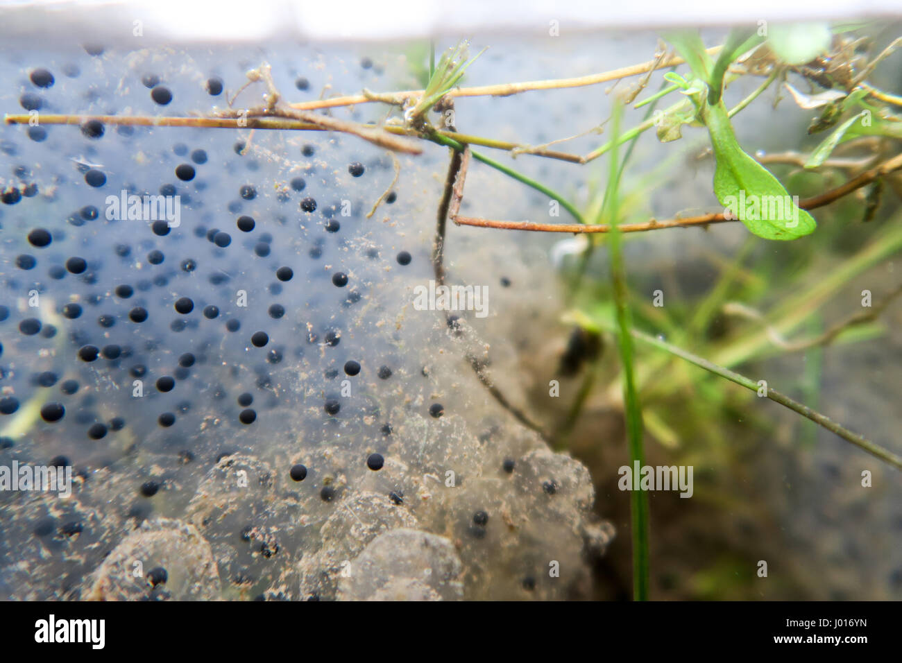 Underwater view of frogspawn in a natural wildlife pond Stock Photo - Alamy